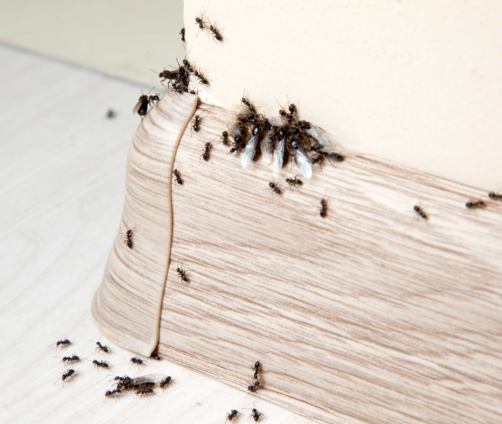 Quality insect control services in Anderson, IN
